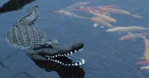 Aquascape - Floating Alligator Decoy for Ponds and Water Features - 93000