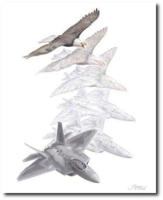 Metamorphosis VII: Dominant Raptor by Jody F. Sjogren (F-22)