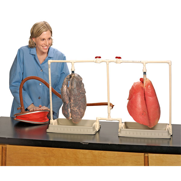 Real Lungs Of A Smoker