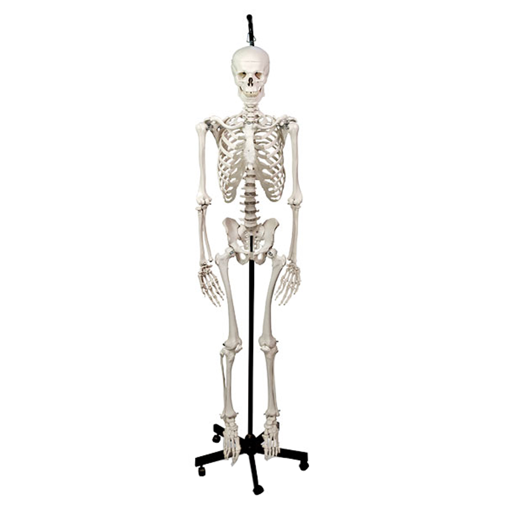 Life-size replica hanging Skeleton with Natural
