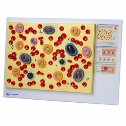 Human Blood Cells Model for Demonstration