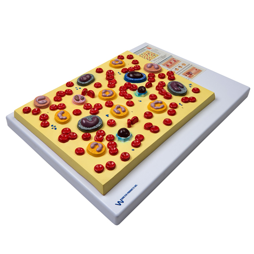 Human Blood Cells Model for Demonstration