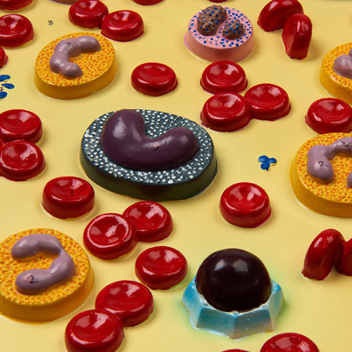 Human Blood Cells Model for Demonstration