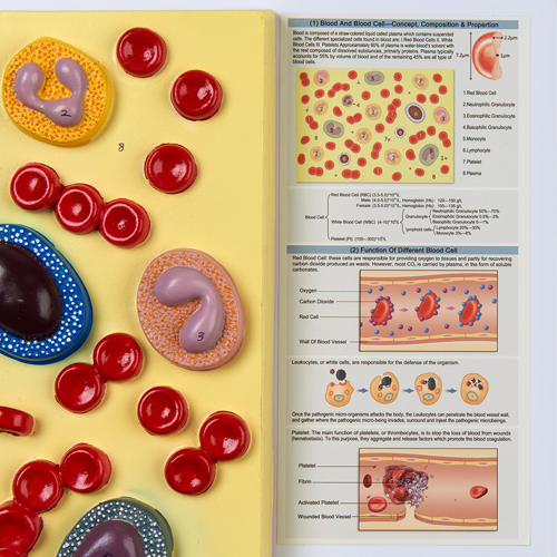 Human Blood Cells Model for Demonstration