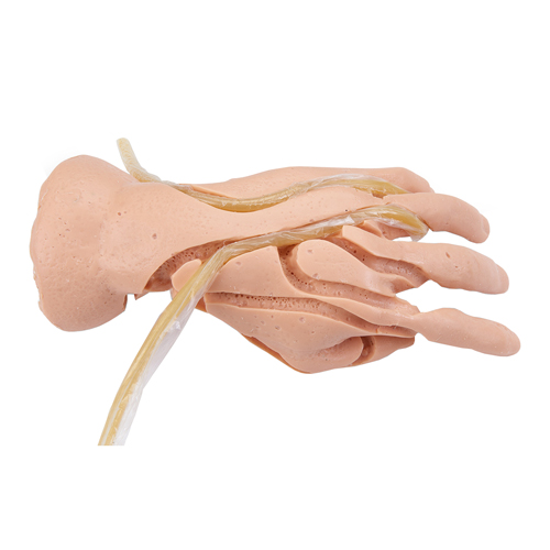Life/form Advanced IV Hand Replacement Skin and Veins