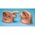 Life/form Male & Female Catheter Model Set