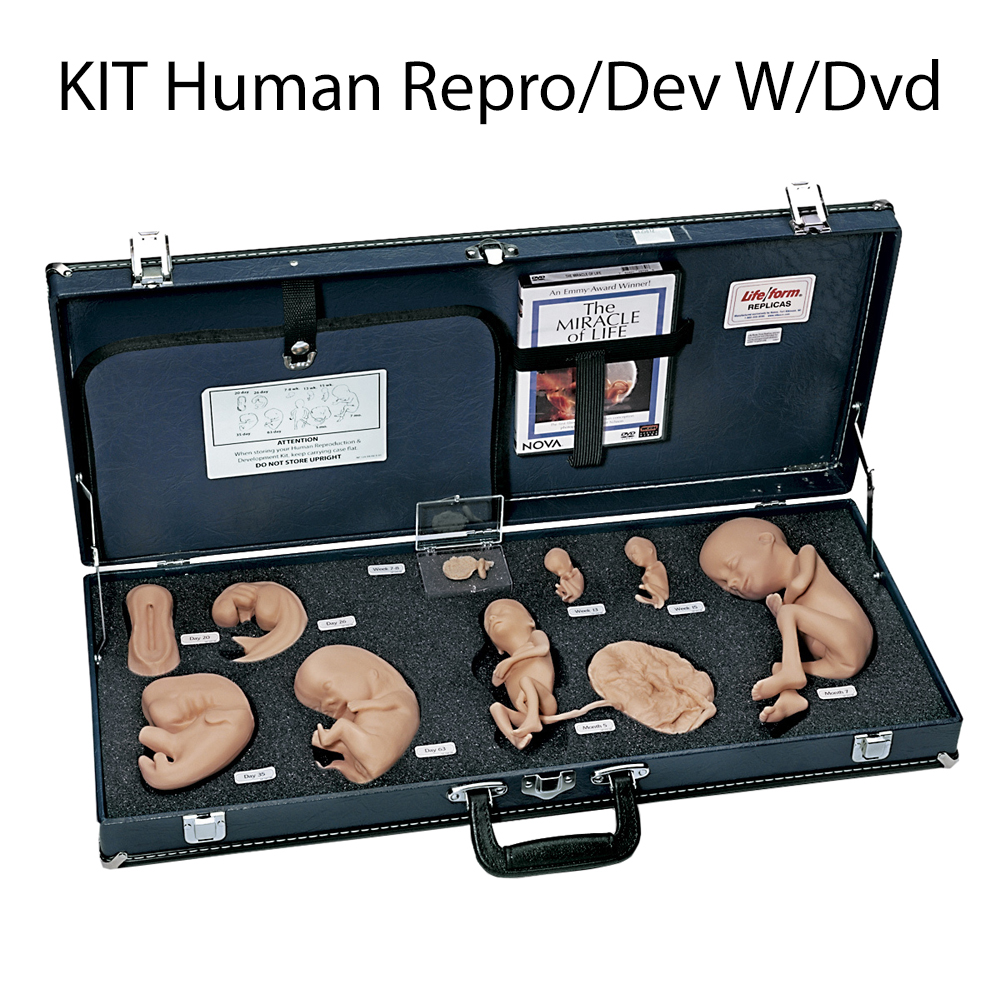 Nasco Life/Form Human Reproduction and Development