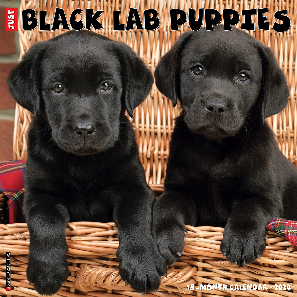 Black Lab Gifts, Jewelry & Labrador Retriever Products