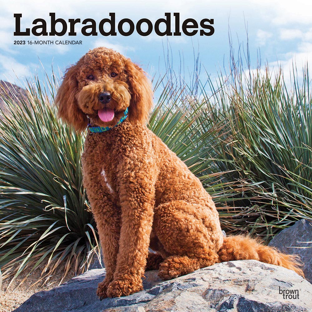 Labradoodle Lover Gifts, Décor, Apparel, Jewelry
