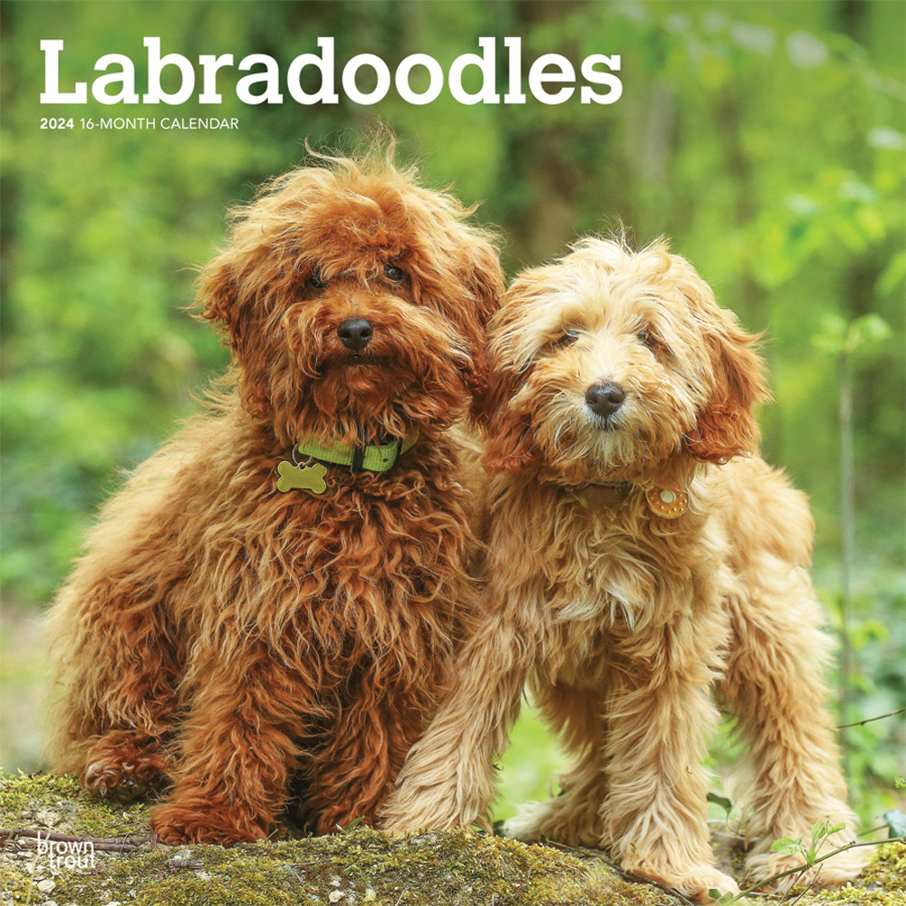 Labradoodle Lover Gifts, Décor, Apparel, Jewelry