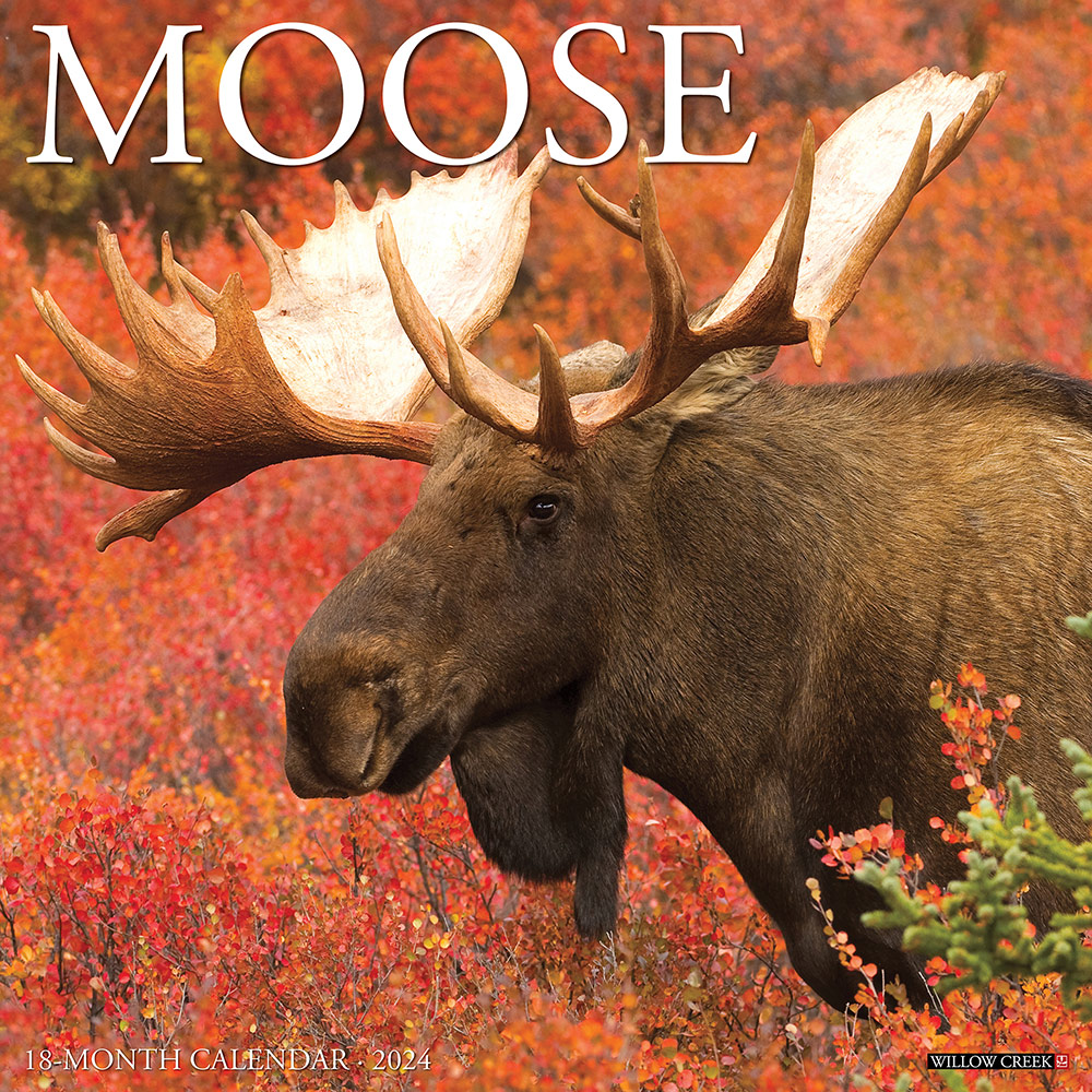Moose Calendar 2024 Willow Creek|Animalden.com