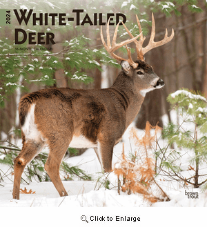 White|tailed Deer Calendar 2024|Animal Den
