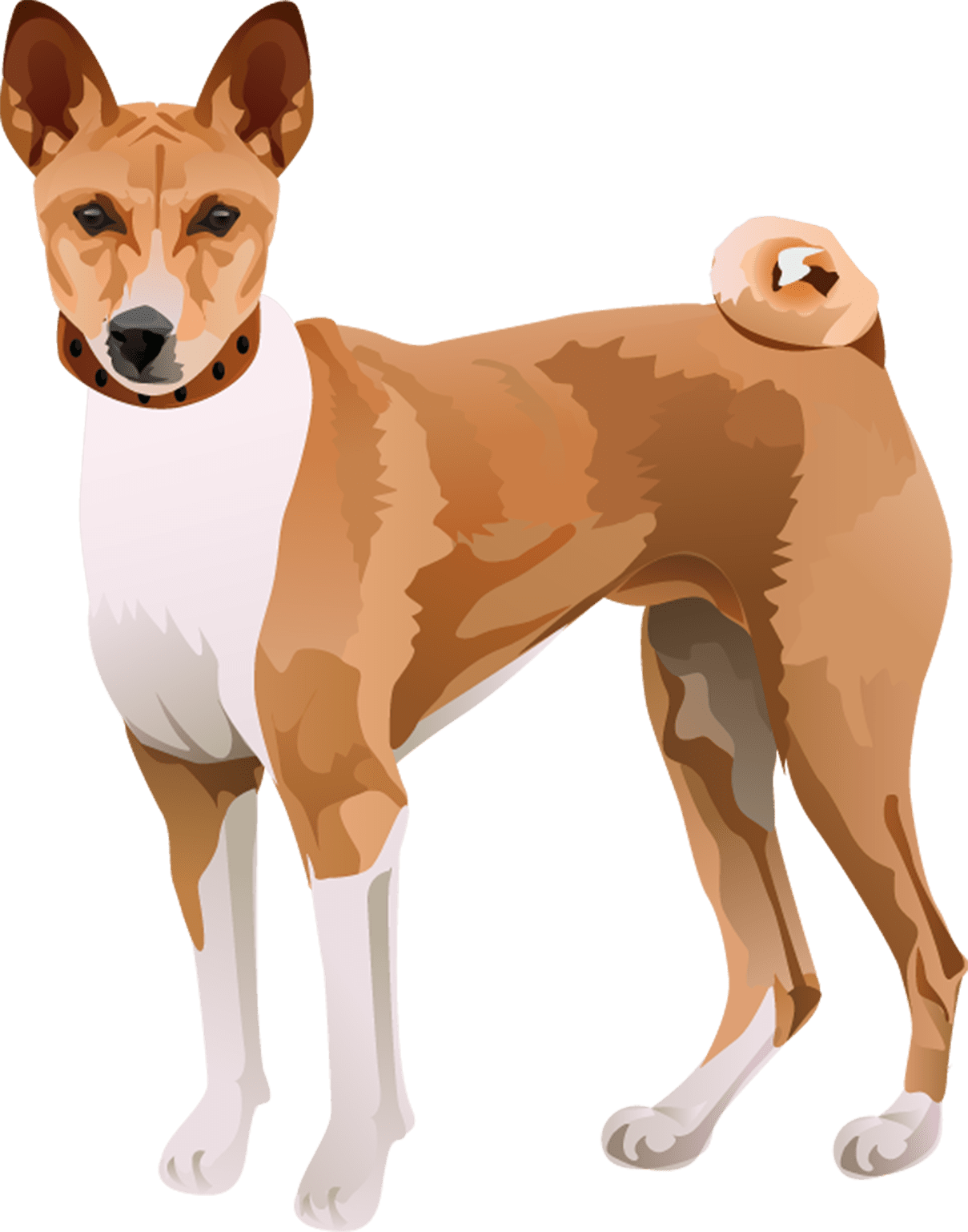 Basenji Dog Gifts - AnimalDen.com