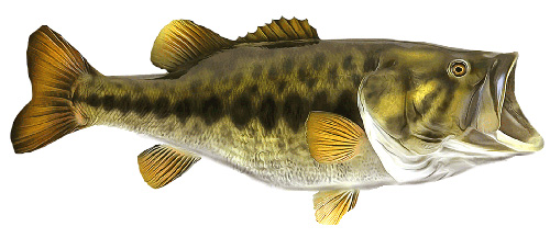 Bass Decal Car Window Sticker | Animalden.com