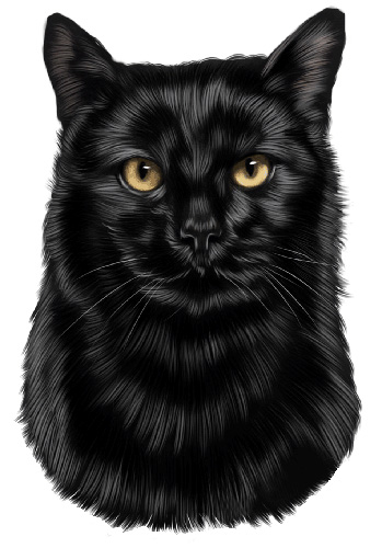 Black Cat Decal Car Window Sticker | Animalden.com