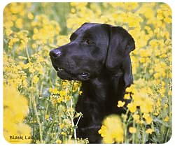 Black Lab Keychain, Key Chain, Black Lab Gifts | Animalden.com