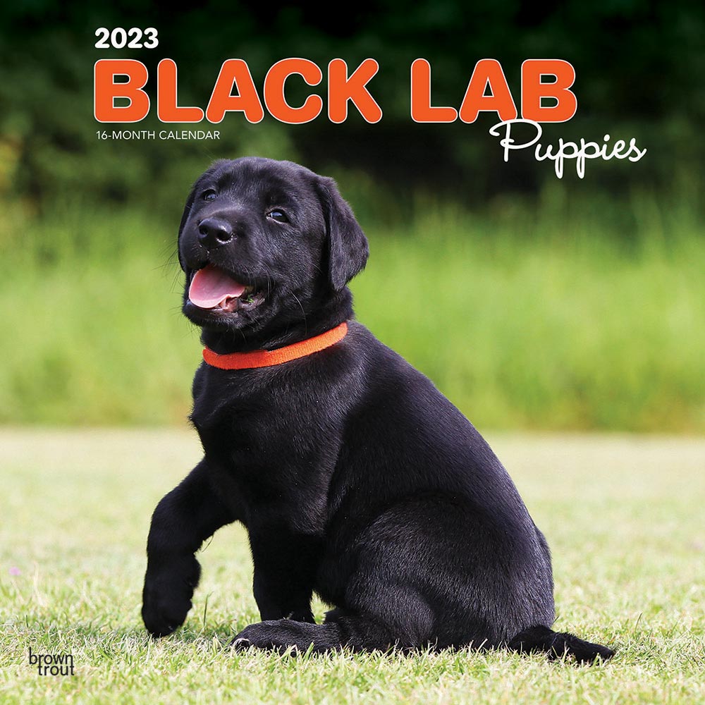 Black Lab Gifts, Jewelry & Labrador Retriever Products