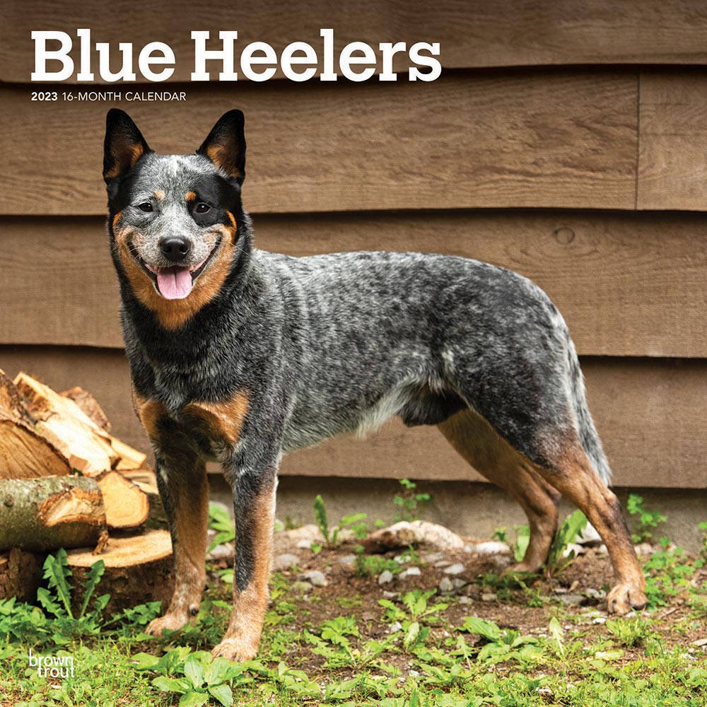 Are Blue Heelers Cuddly