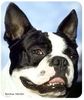Boston Terrier Mousepad, Mousepads, Boston Terrier Gifts | Animalden.com