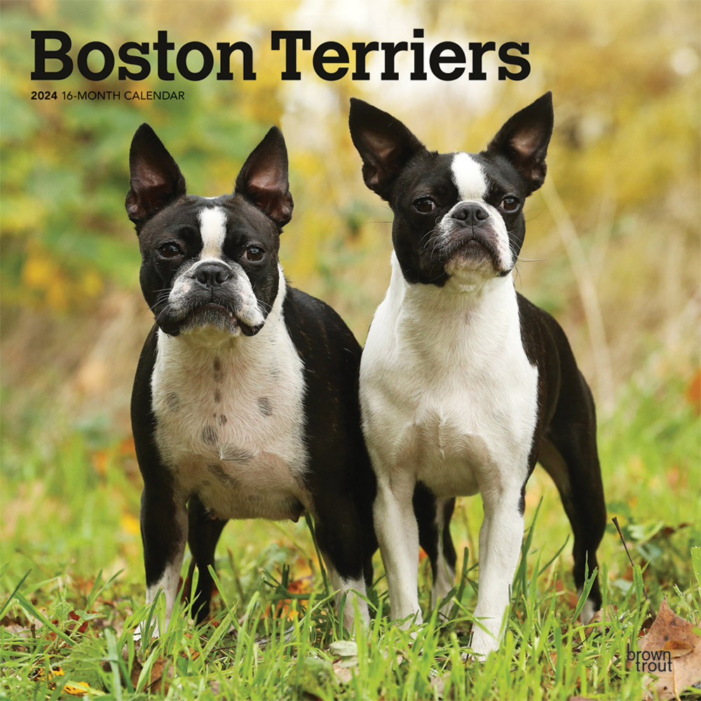 Boston Terrier Gifts for Terrier Fans - AnimalDen.com