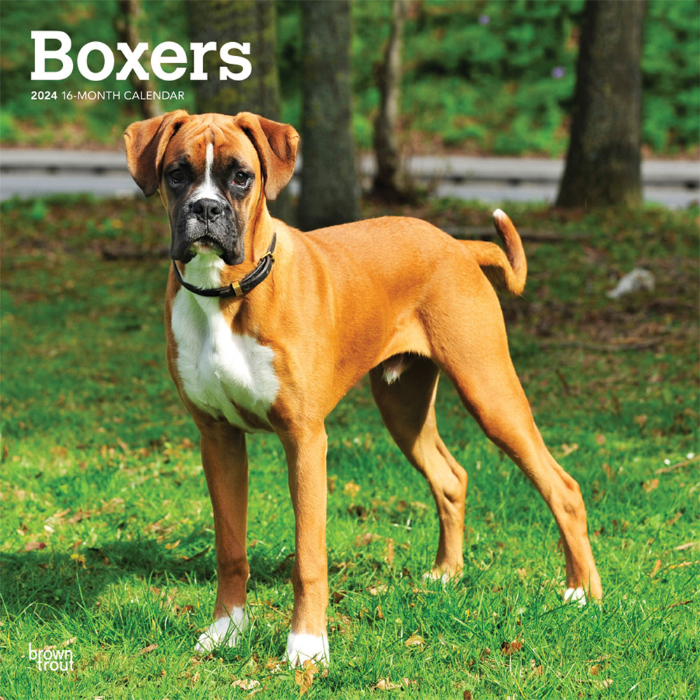 Boxer Dog Holidays