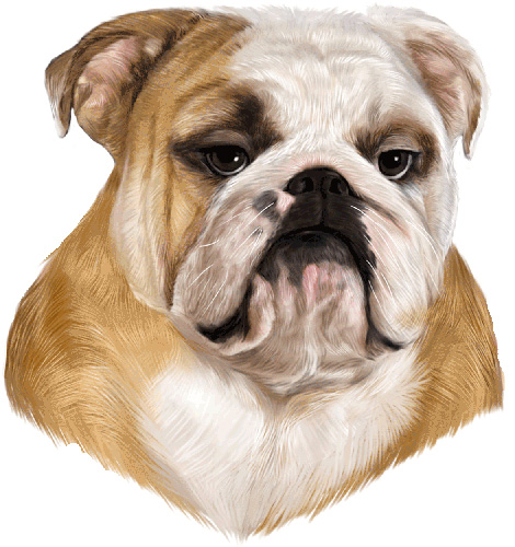 Bulldog Decal Car Window Sticker | Animalden.com