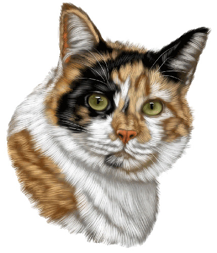 Calico Cat Decal Car Window Sticker | Animalden.com