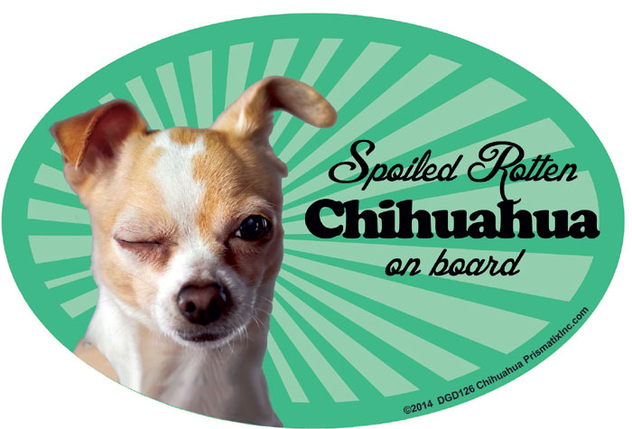 Chihuahua Apple Car Magnet - Spoiled Rotten - Animal Den