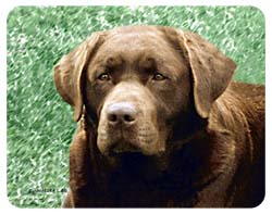 Chocolate Lab Theme Gifts Keepsakes - AnimalDen.com