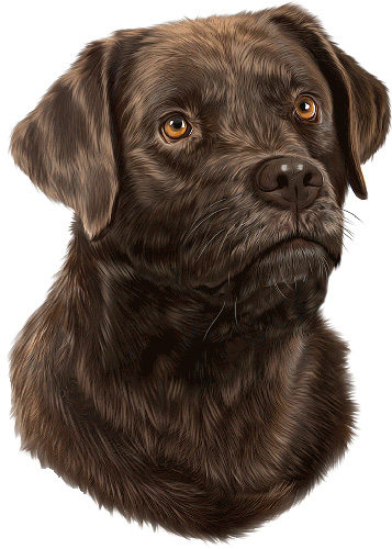 Chocolate Lab Decal Car Window Sticker | Animalden.com