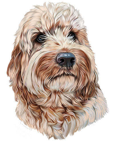 Cockapoo Decal Car Window Sticker | Animalden.com