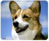 Corgi Mousepad, Mousepads, Corgi Gifts | Animalden.com