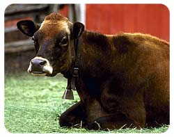 Cow Gifts, Jewelry & Merchandise – Animal Den