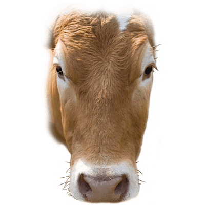 Attack Cow Sign | Animalden.com