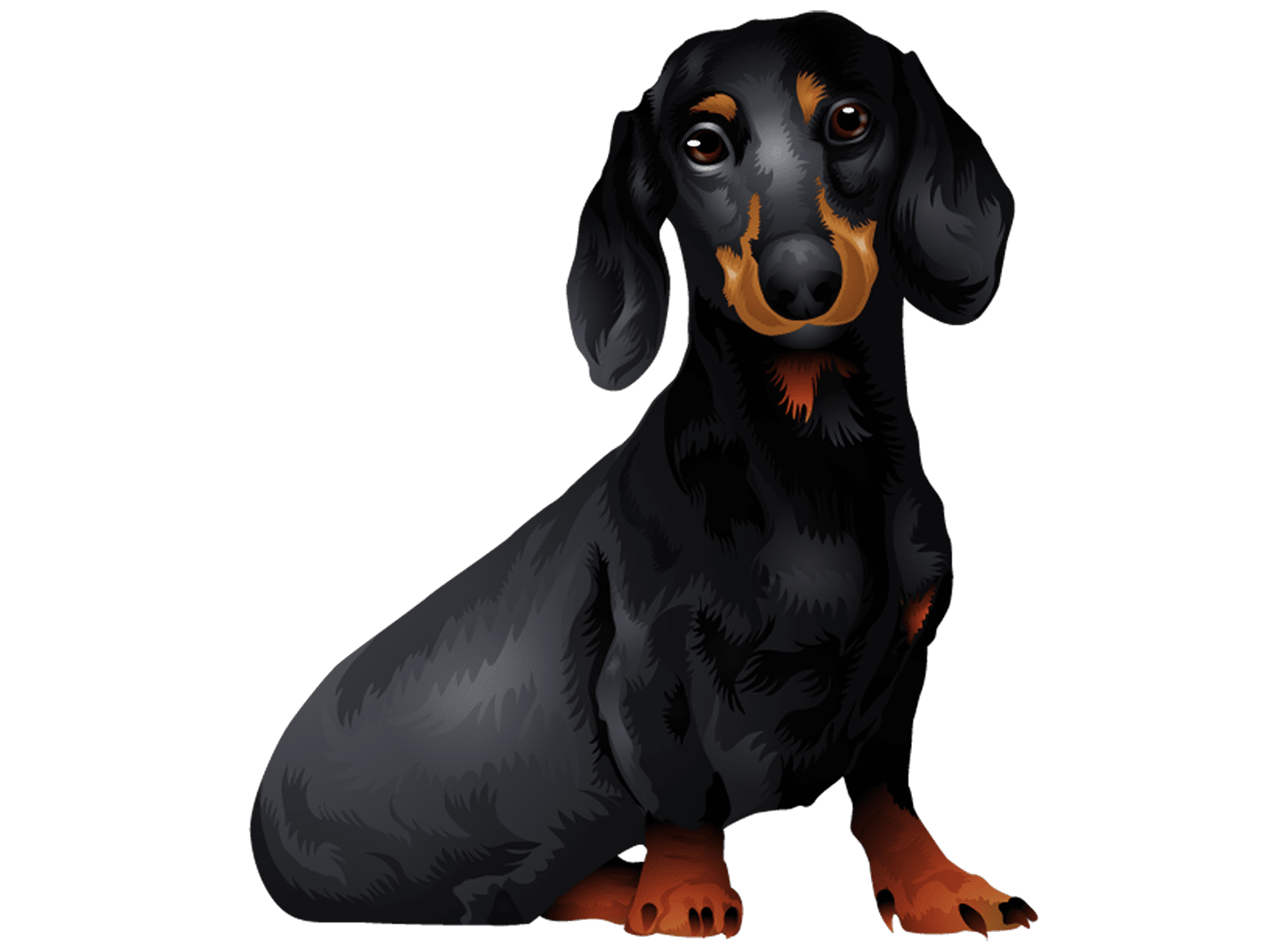 Black And Tan Dachshund Clipart