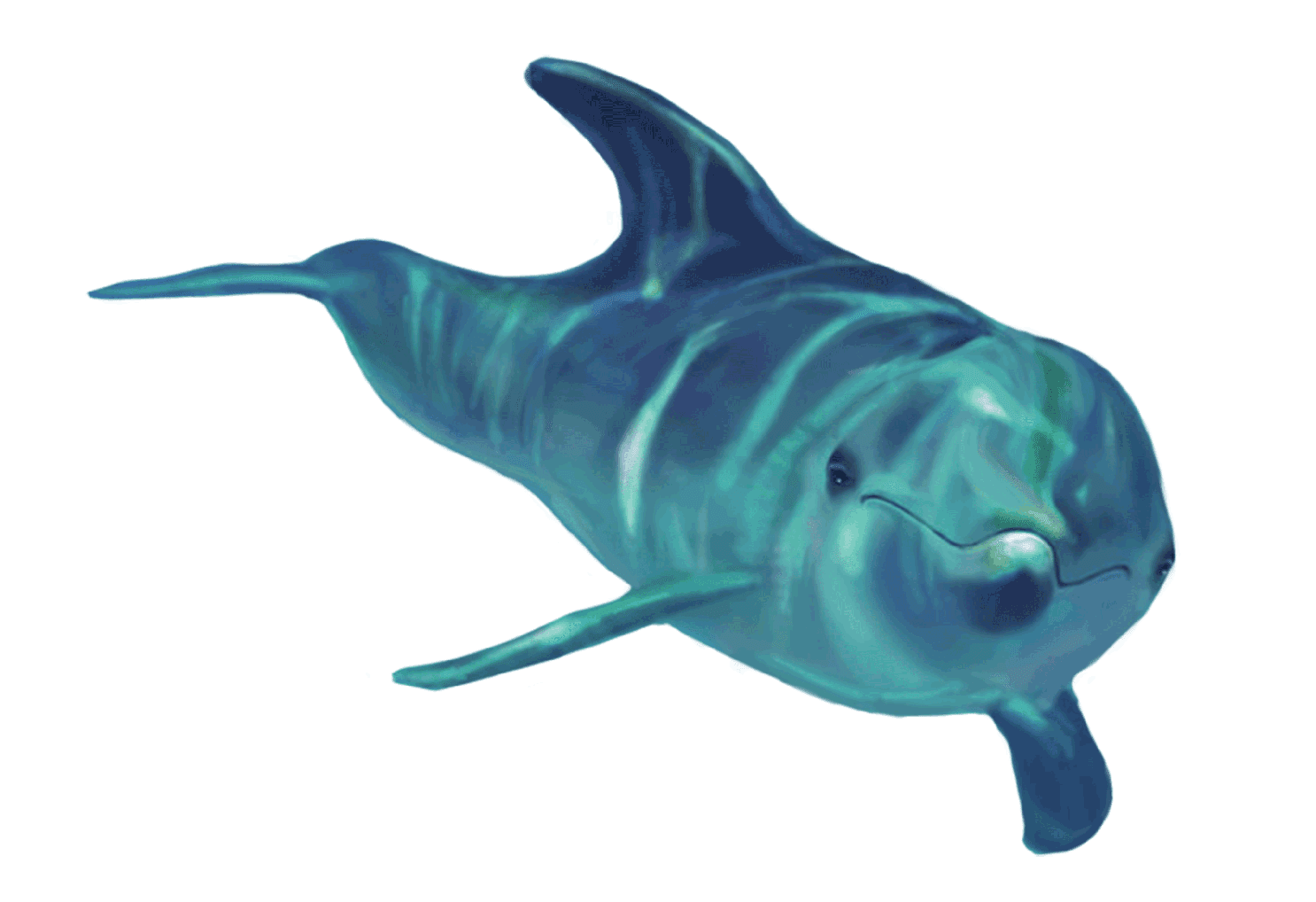Dolphin Gifts & Merchandise - AnimalDen.com