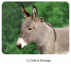 Donkey Coasters, Coaster, Donkey Gifts | Animalden.com