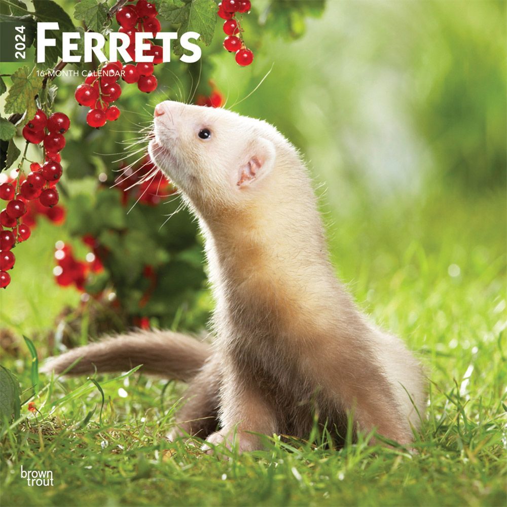 Ferret Gifts