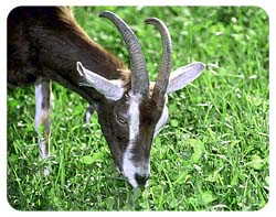 Goat Gifts, Jewelry & Goat Collectables – Animal Den