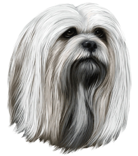 Lhasa Apso Decal Car Window Sticker | Animalden.com