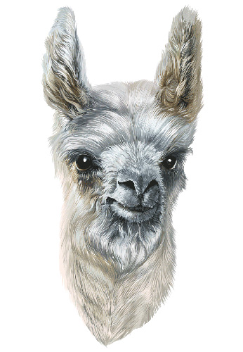 Llama Decal Car Window Sticker | Animalden.com
