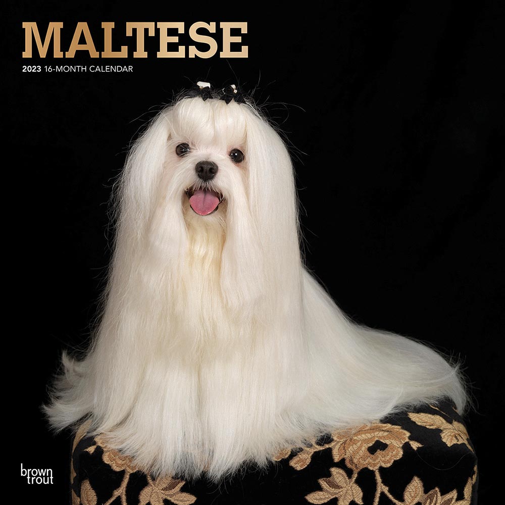 Maltese Breed Dog Lover Merchandise - AnimalDen.com