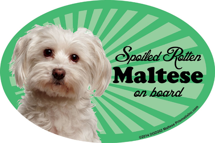 Maltese Car Magnet - Spoiled Rotten - Animal Den