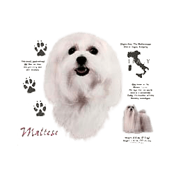 Maltese Breed Dog Lover Merchandise - AnimalDen.com