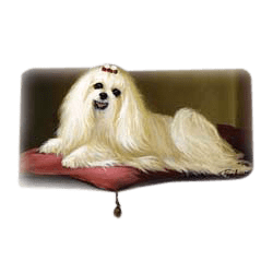 Maltese Breed Dog Lover Merchandise - AnimalDen.com