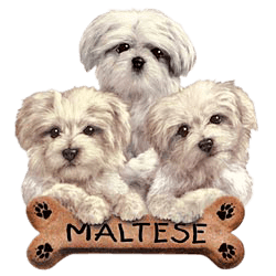 Maltese Breed Dog Lover Merchandise - AnimalDen.com