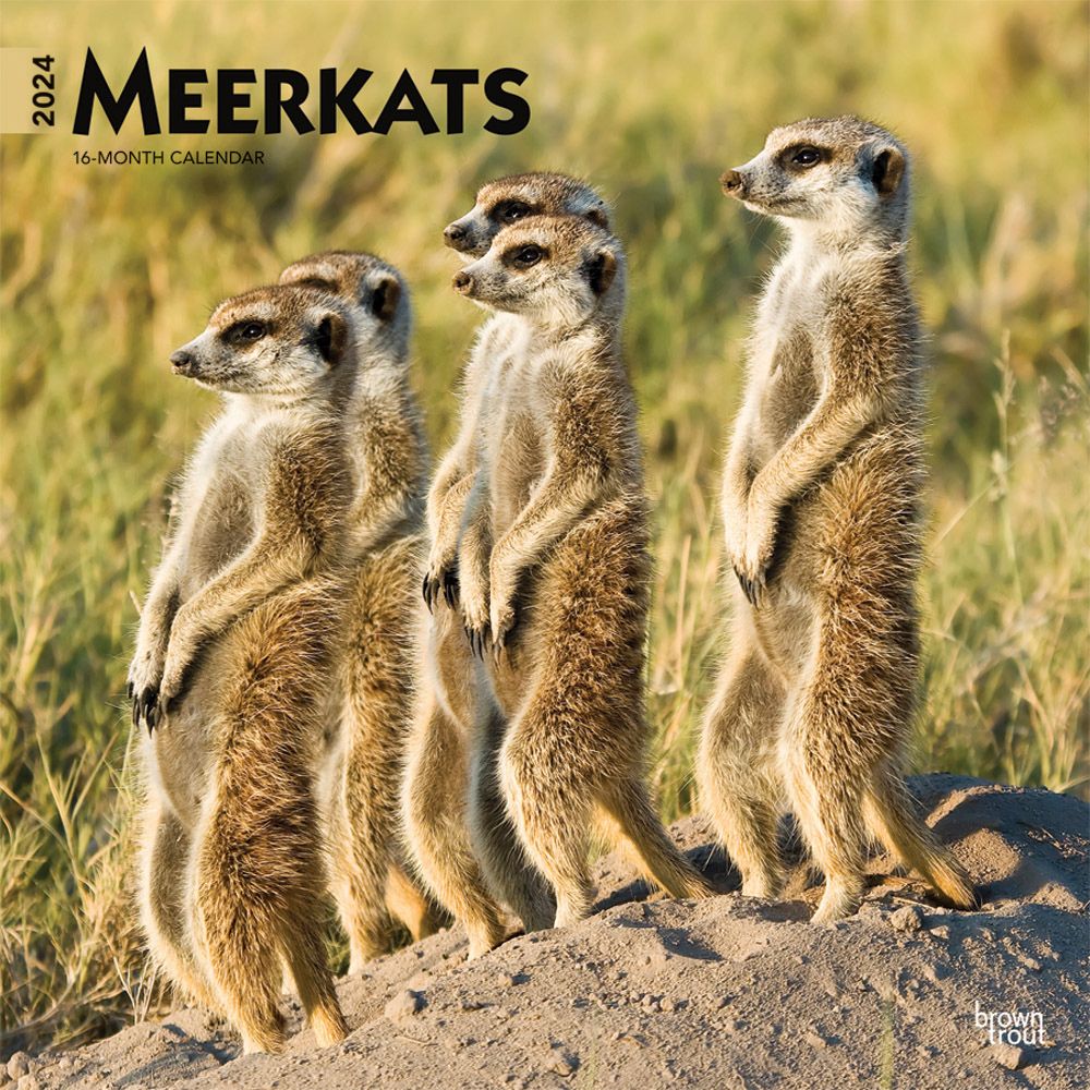 Meerkat Gifts