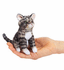 Tabby Cat Puppet, Puppets, Tabby Cat Gifts | Animalden.com