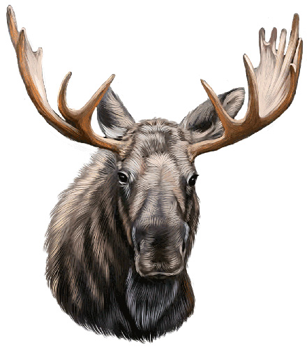 Moose Decal Car Window Sticker | Animalden.com