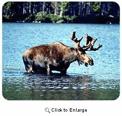 Moose Mousepad, Mousepads, Moose Gifts | Animalden.com